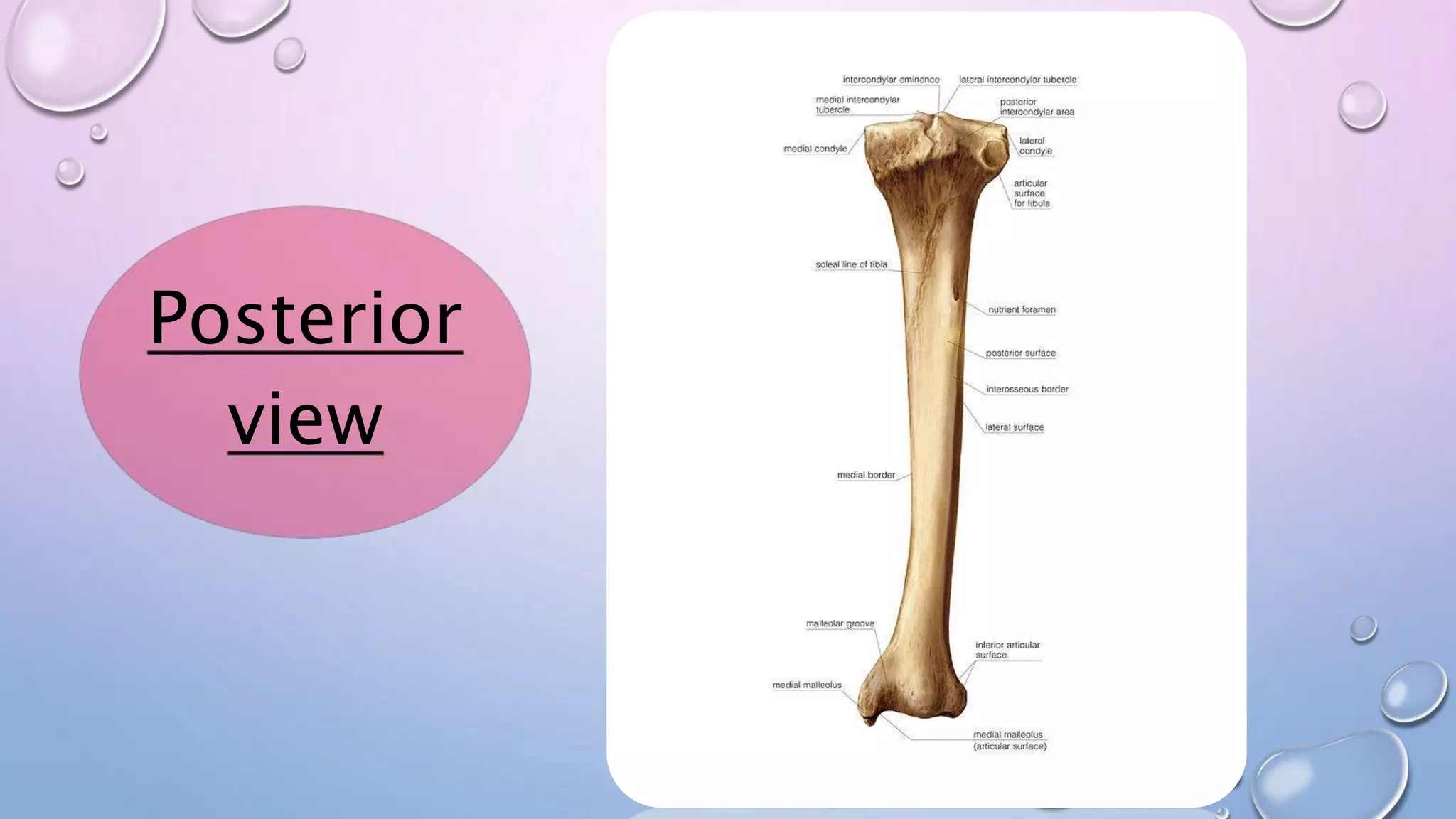Osteology of tibia | PPTX