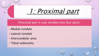 Osteology of tibia | PPTX