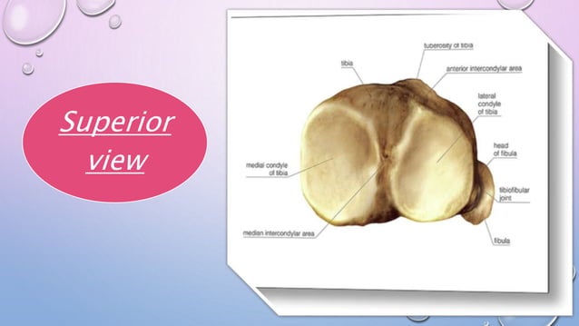 Osteology of tibia | PPTX
