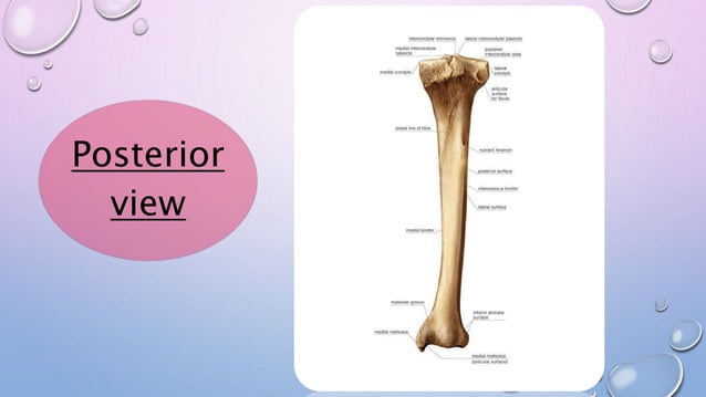 Osteology of tibia | PPTX