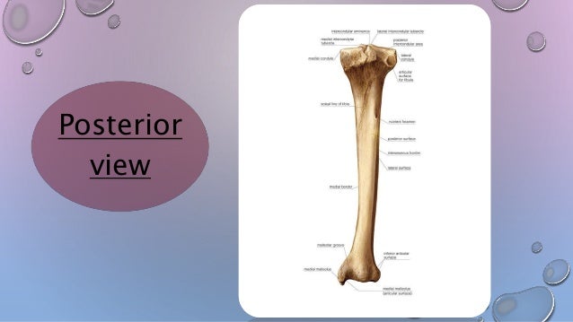Osteology of tibia