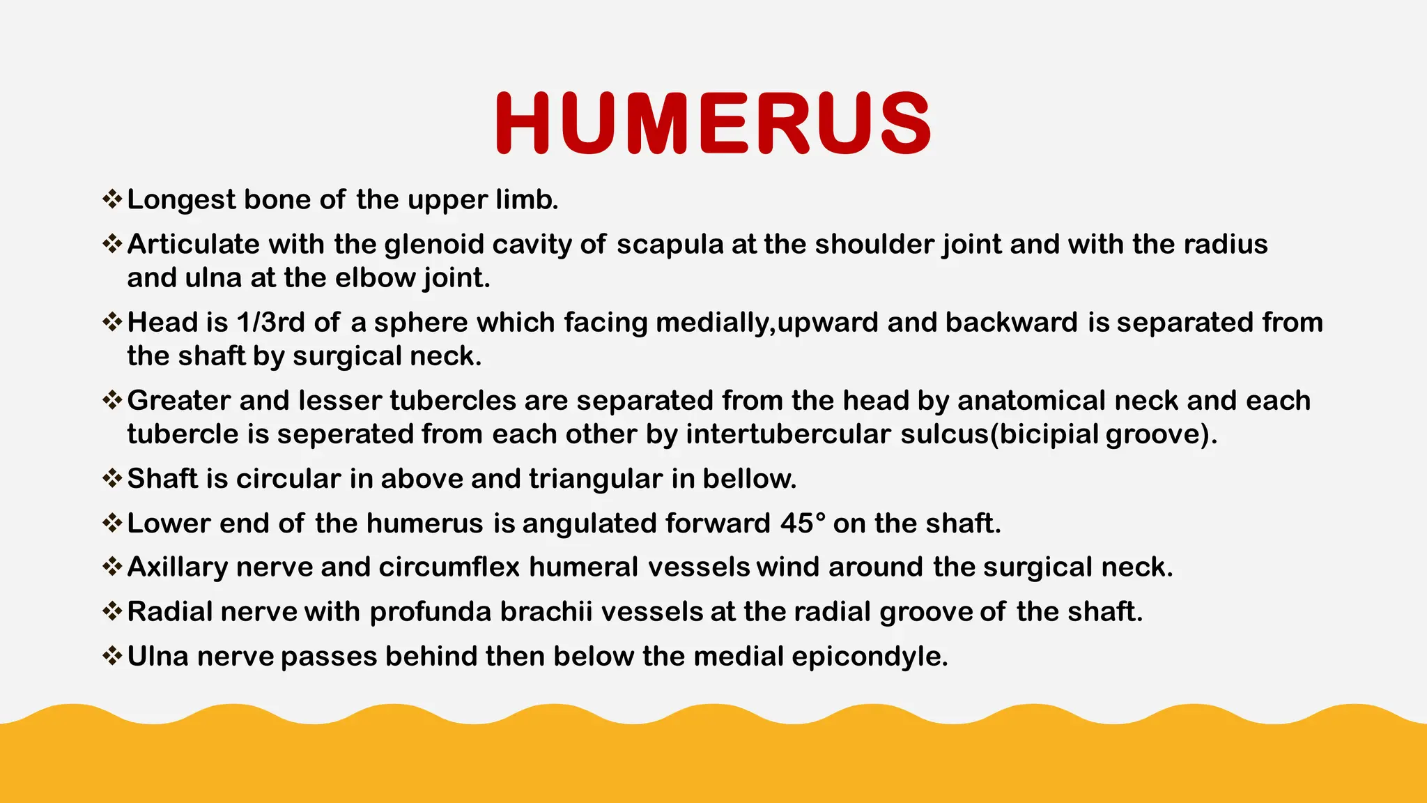 Osteology of Upper Limb anatomy osteology.pdf