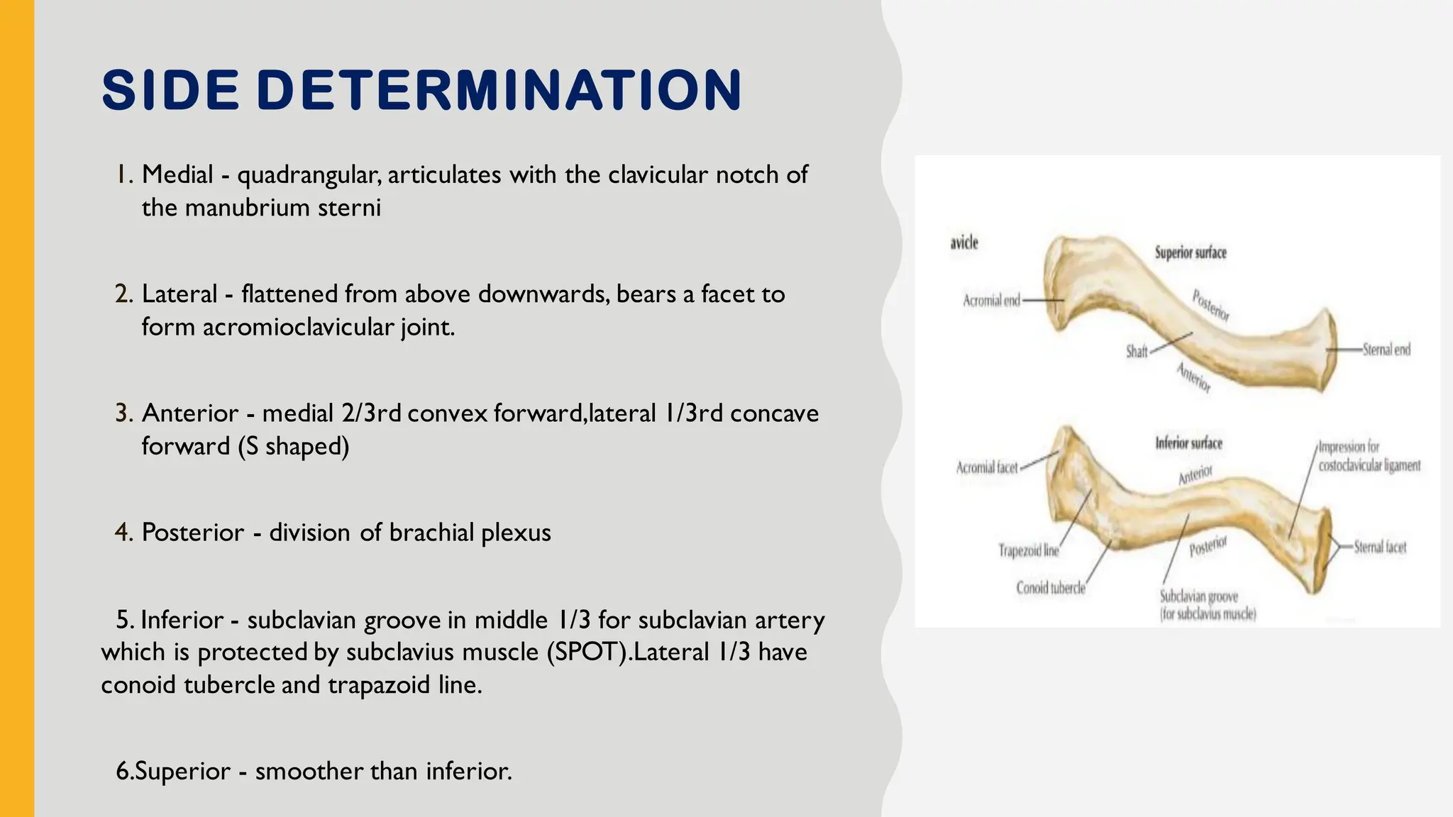 Osteology of Upper Limb anatomy osteology.pdf