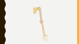 Osteology of Upper Limb anatomy osteology.pdf