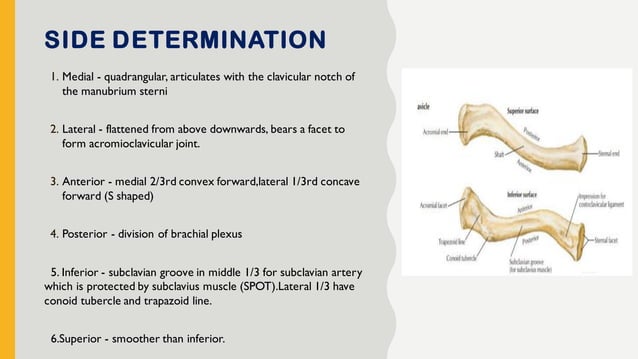 Osteology of Upper Limb anatomy osteology.pdf