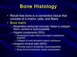 Osteomalacia Histology