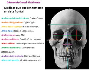 Osteometria craneal, vista frontal | PPTX