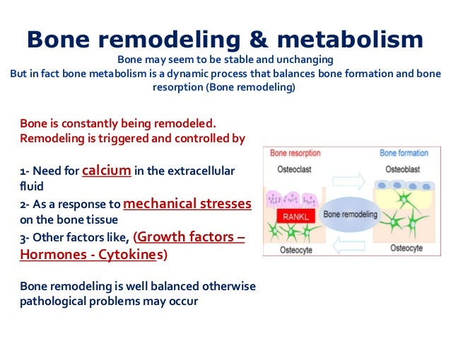 Bone Remodeling Osteoporosis