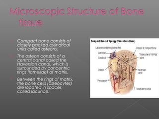 Osteoporosis dr. mmp | PPT