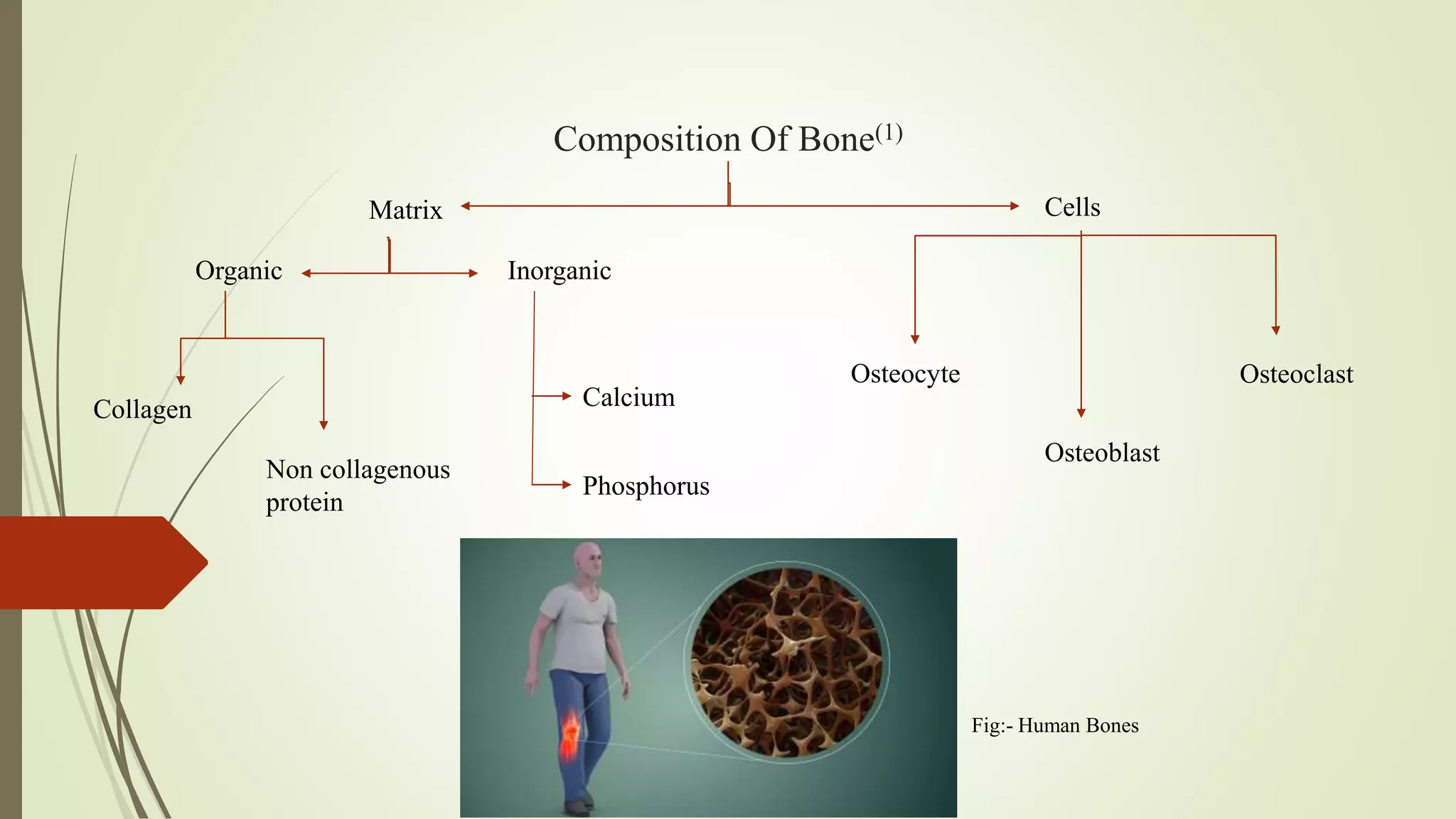 Osteoporosis in detail | PPTX