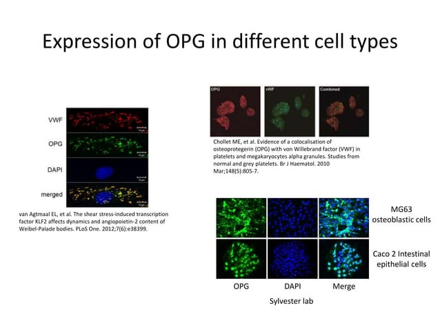 Osteoprotegerin and commensal bacteria | PPTX