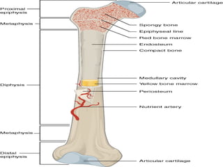 Osteosarcoma | PPT