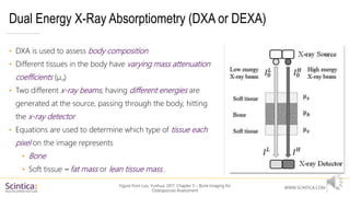 Preclinical DXA for in vivo body composition and bone mineral density ...