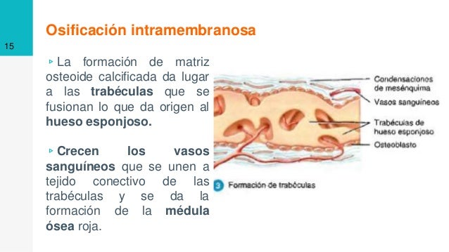 Osteogénesis, osificación y accidentes óseos