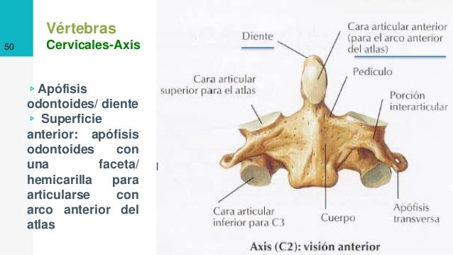 Osteogénesis, osificación y accidentes óseos