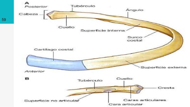 Osteogénesis, osificación y accidentes óseos