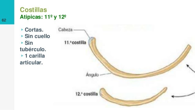 Osteogénesis, osificación y accidentes óseos