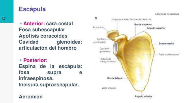 Osteogénesis, osificación y accidentes óseos