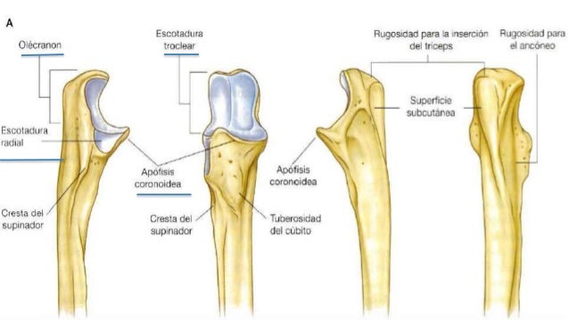 Osteogénesis, osificación y accidentes óseos