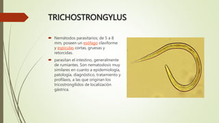 Ostertagia . PARASITOS GASTROINTESTINALES | PPTX