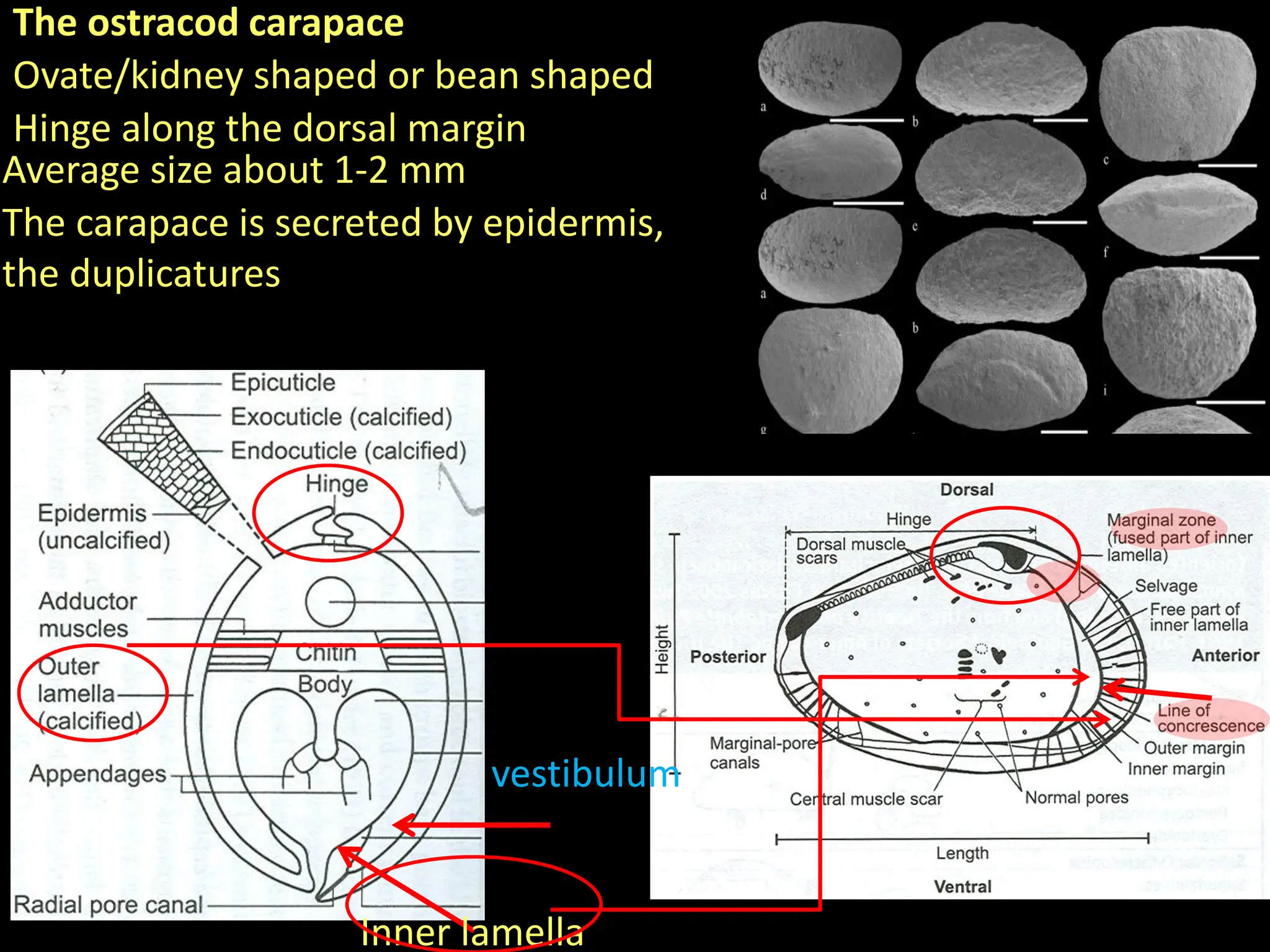 ostracods introduction and morphology types | PDF