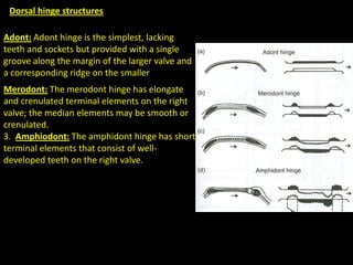 ostracods introduction and morphology types | PDF