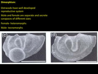 ostracods introduction and morphology types | PDF