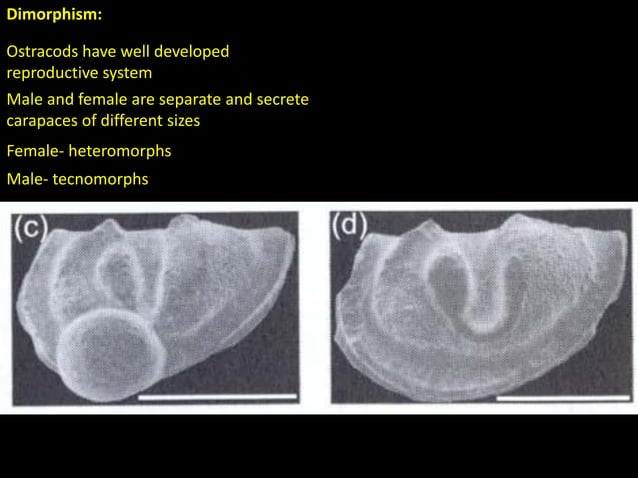 ostracods introduction and morphology types | PDF | Fish and Aquariums ...