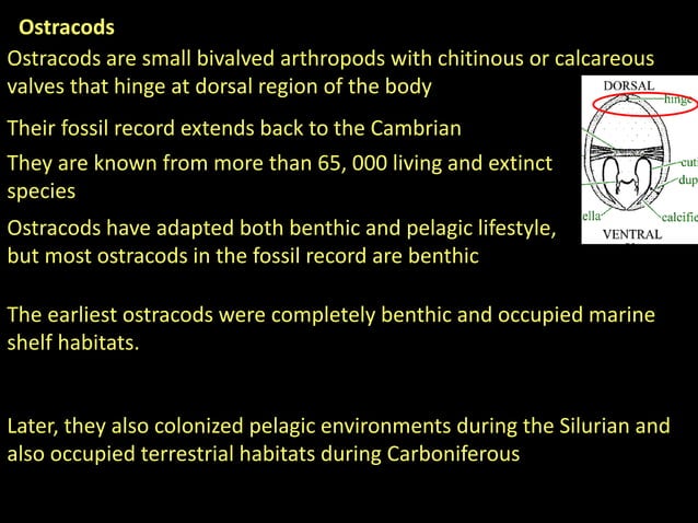 ostracods introduction and morphology types | PDF | Fish and Aquariums ...