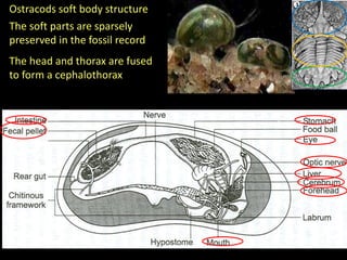 ostracods introduction and morphology types | PDF