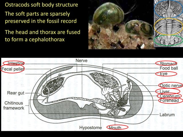 ostracods introduction and morphology types | PDF | Fish and Aquariums ...