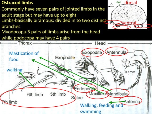ostracods introduction and morphology types | PDF | Fish and Aquariums ...