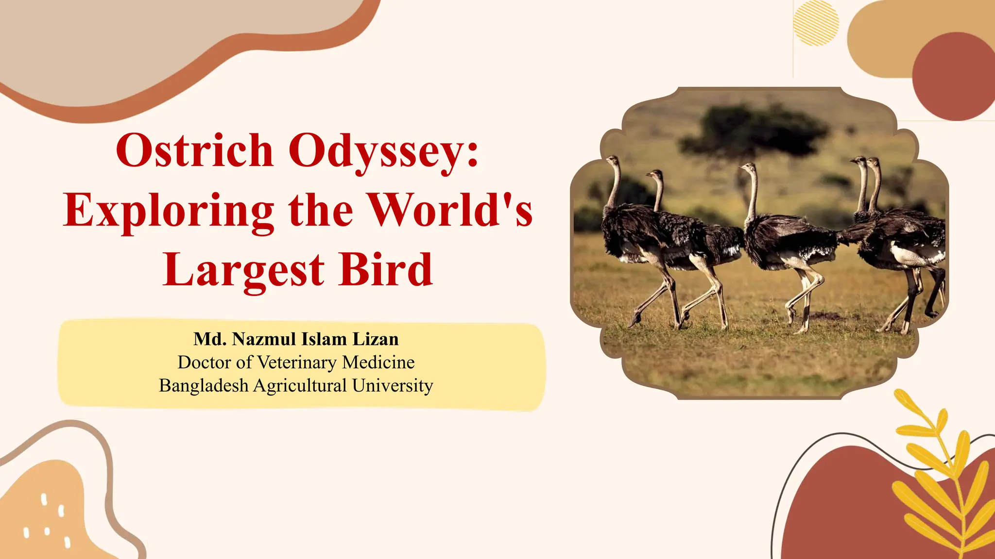 Ostrich Odyssey: Exploring the World's Largest Bird | PPTX