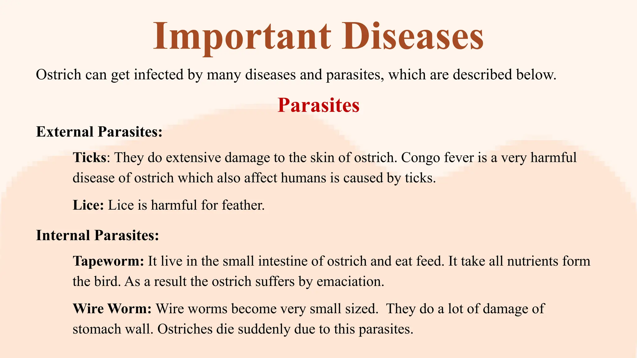Ostrich Odyssey: Exploring the World's Largest Bird | PPTX