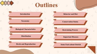 Ostrich Odyssey: Exploring the World's Largest Bird | PPTX