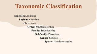 Ostrich Odyssey: Exploring the World's Largest Bird | PPTX