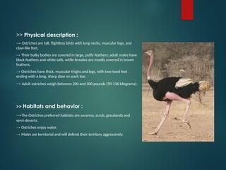 Ostrich-PPT Presentation On Ostrich.pptx