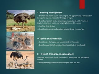 Ostrich-PPT Presentation On Ostrich.pptx