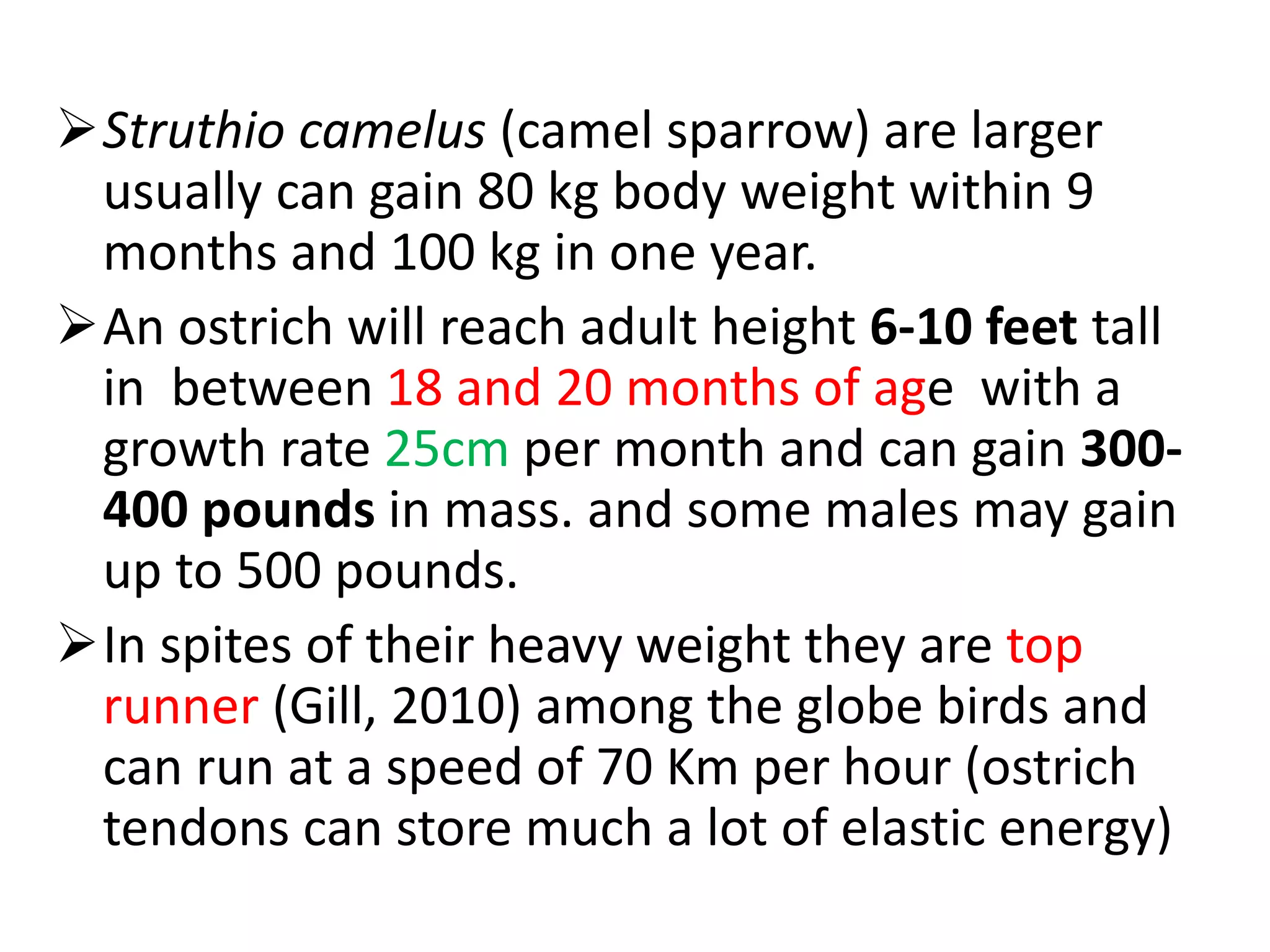 Ostrich farming in Pakistan | PPTX