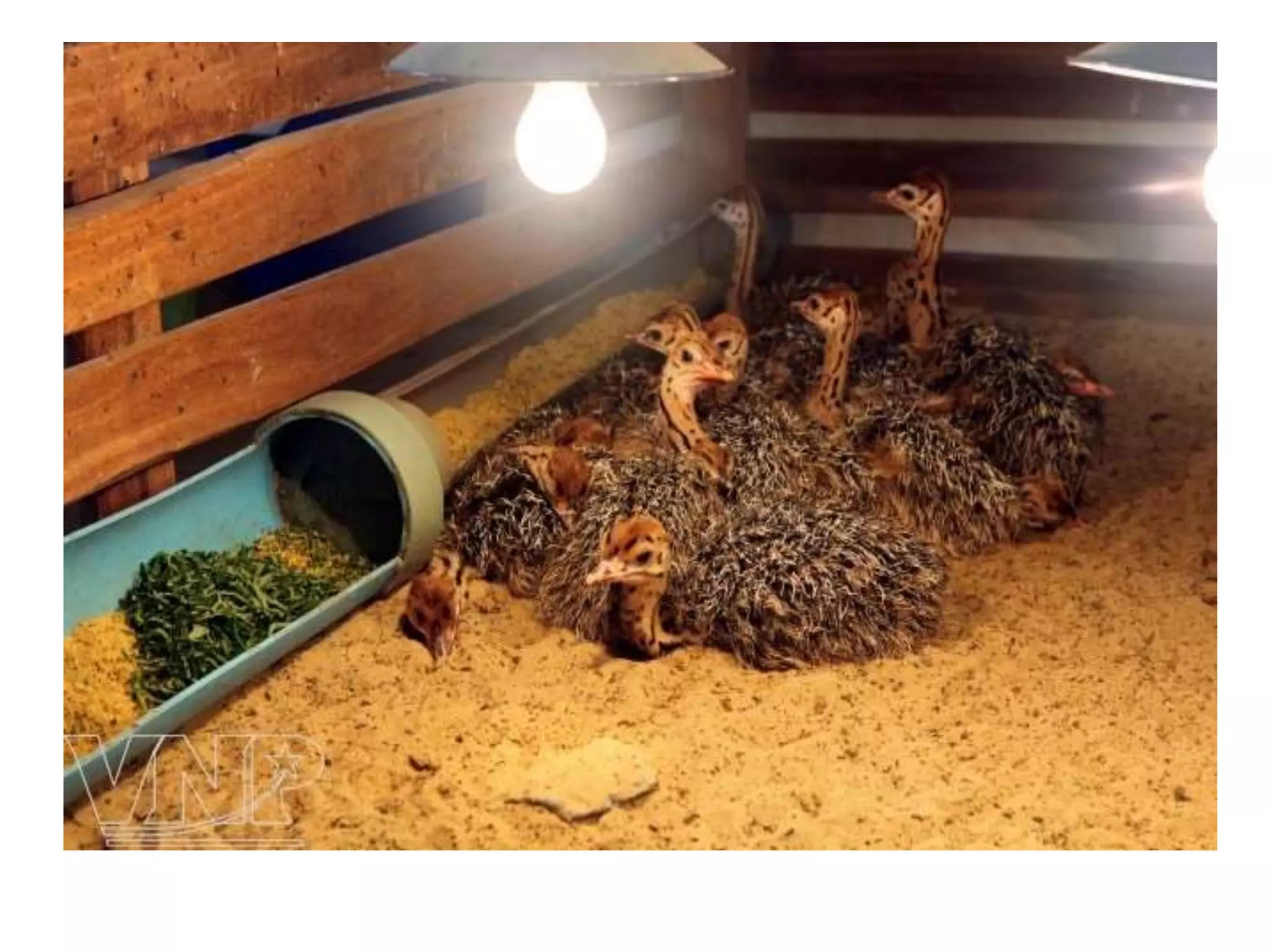 Ostrich farming | PPTX