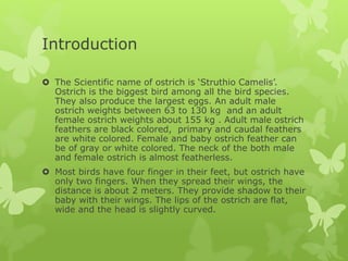 Ostrich frming | PPT