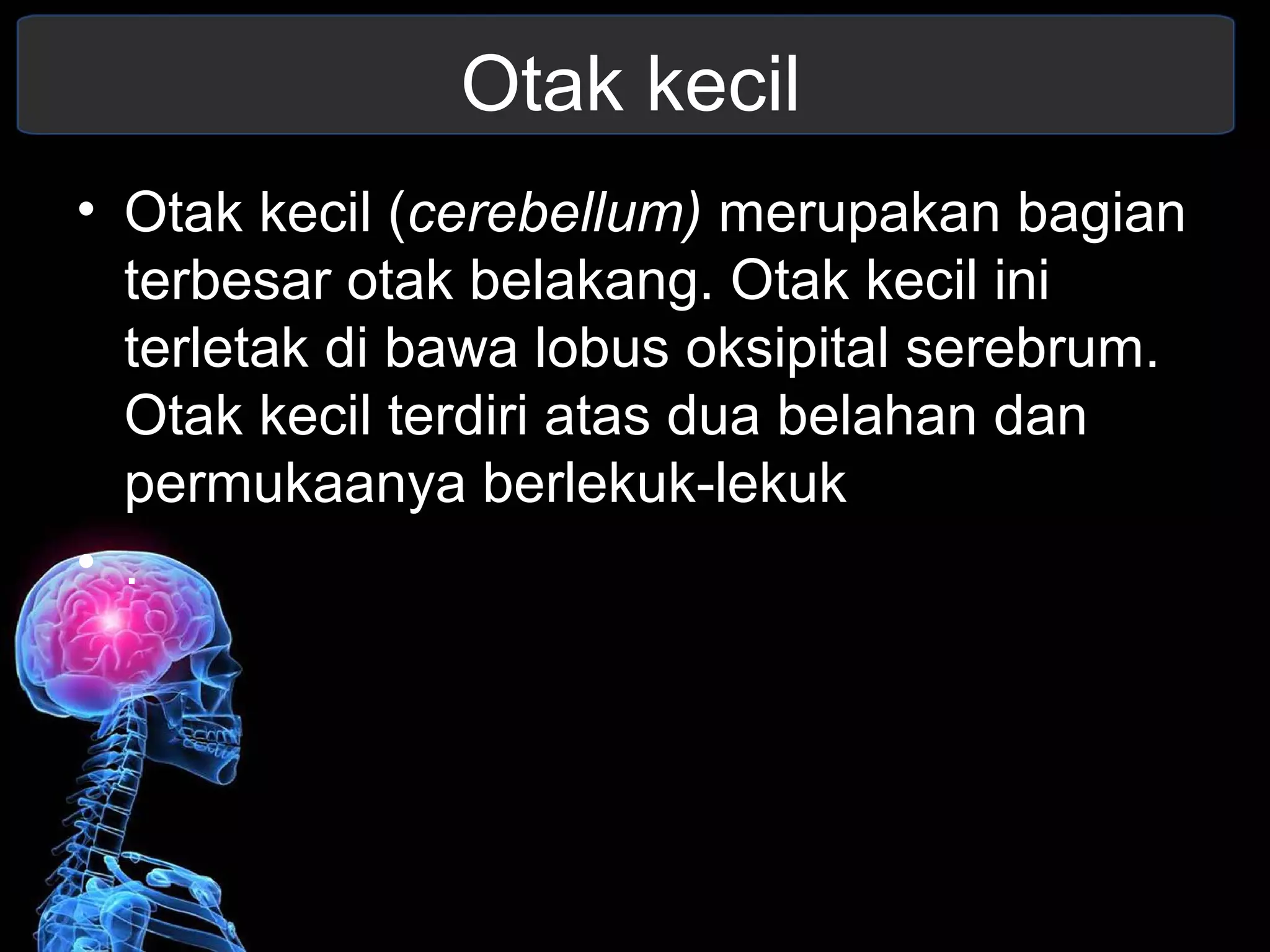 Otak besar,otak kecil,otak tengah,dan sumsum tulang belakang | PPT