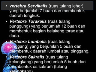 Otak besar,otak kecil,otak tengah,dan sumsum tulang belakang | PPT