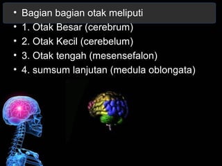 Otak besar,otak kecil,otak tengah,dan sumsum tulang belakang | PPT