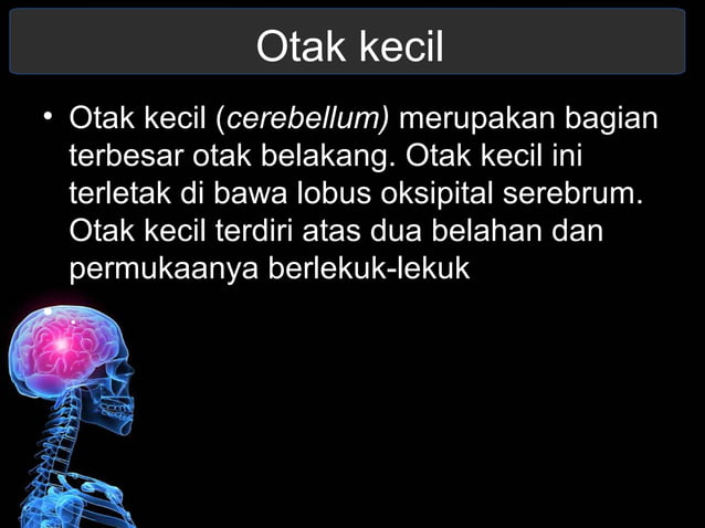 Otak besar,otak kecil,otak tengah,dan sumsum tulang belakang | PPT