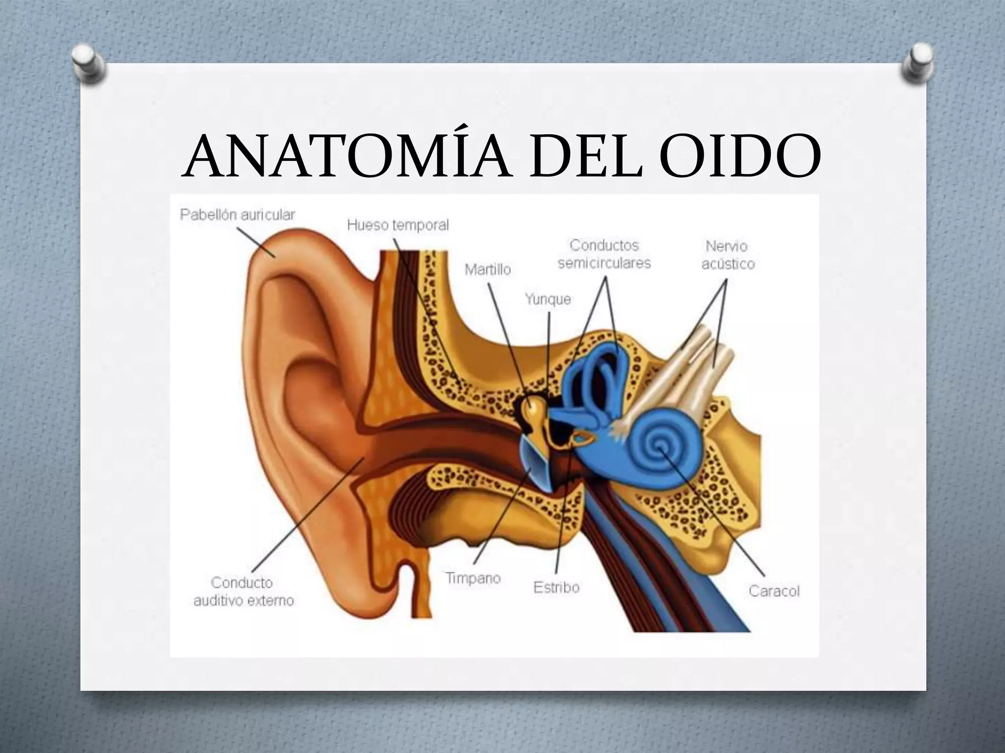 Otalgia y otorrea c gutierrez lora | PPTX | Ear, Nose and Throat ...