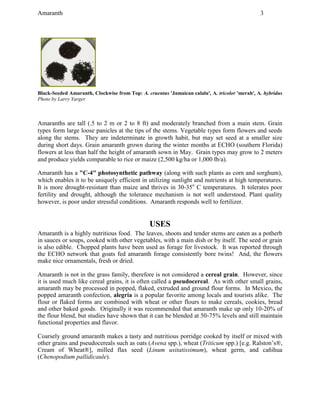 Amaranth Grain and Vegetable Types | PDF