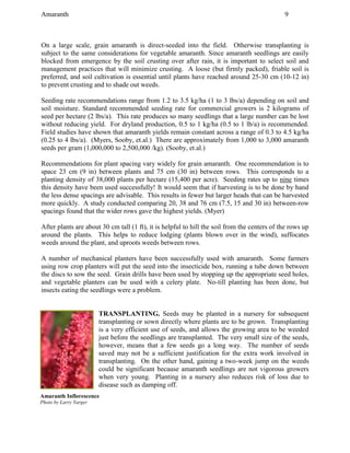 Amaranth Grain and Vegetable Types | PDF