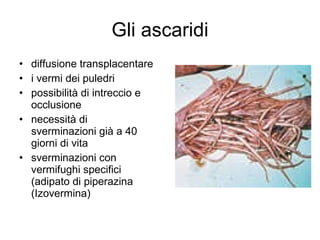 Procedure routinarie | PPT