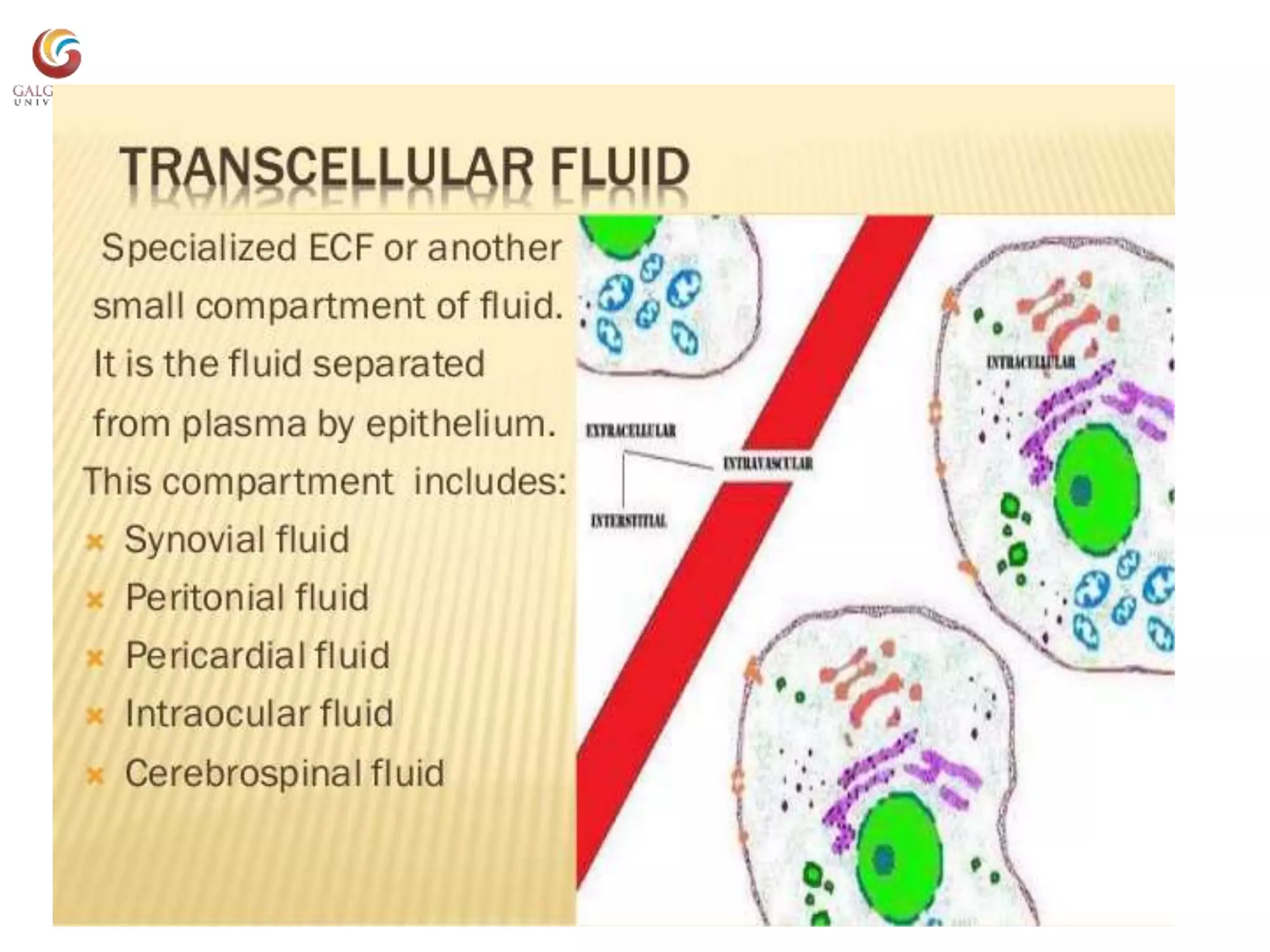 Other body fluids | PPTX